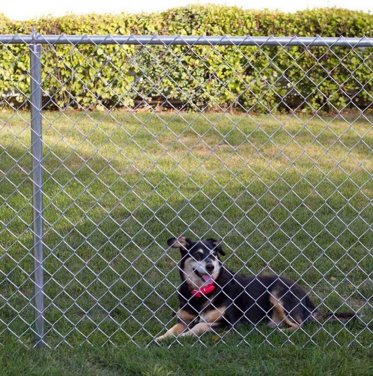 Various Model Of Backyard Fencing Ideas For Dogs to Carefree Your Pet