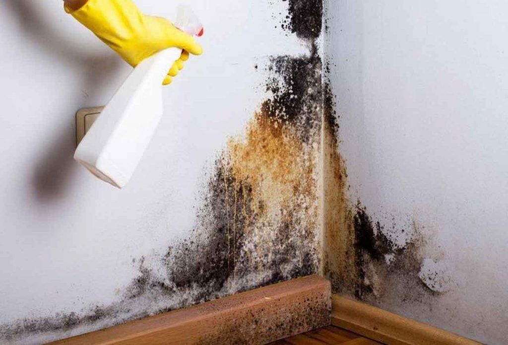 Pest And Mildew Prevention And How To Control It
